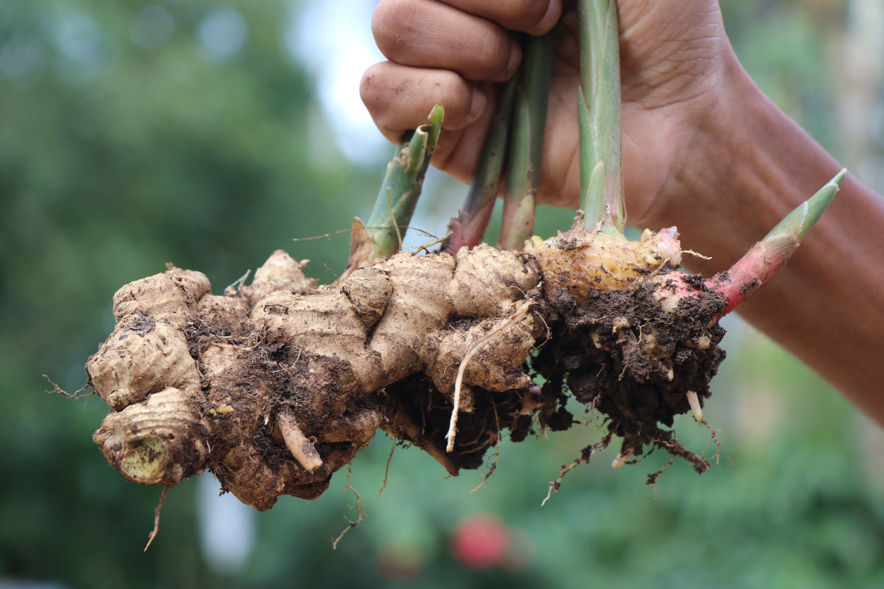 How To Grow & Plant Ginger At Home | Premier Polytunnels