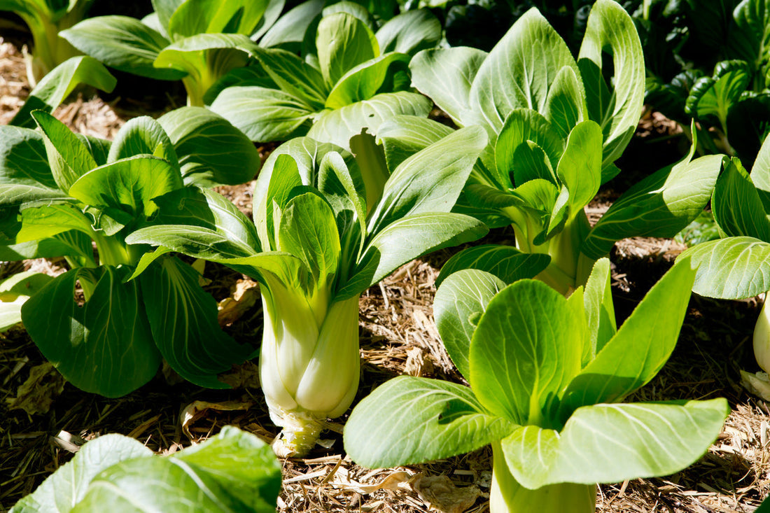 How To Grow & Harvest Pak Choi | Premier Polytunnels