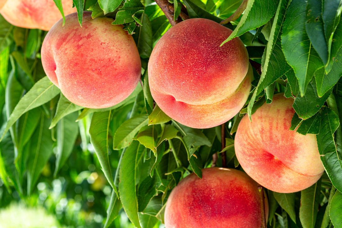 How To Grow, Plant & Harvest Peaches | Premier Polytunnels