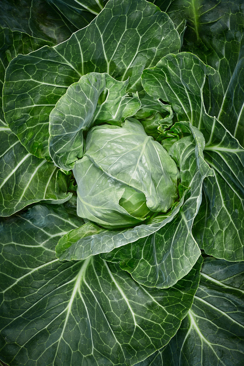 How To Plant & Sow Spring Cabbages | Premier Polytunnels