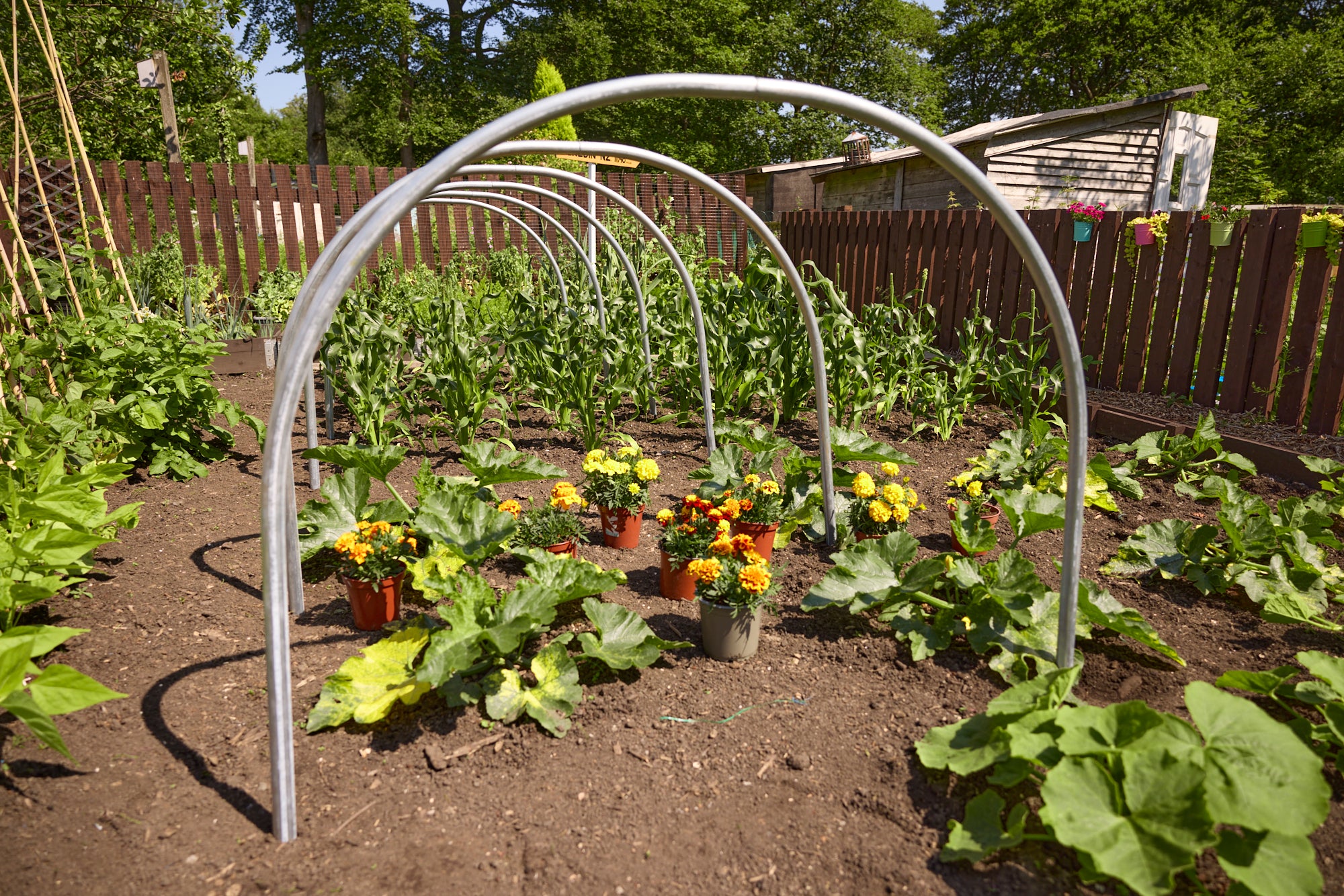 Individual Cloche Hoops | Garden Cloche Hoops| Premier Polytunnels