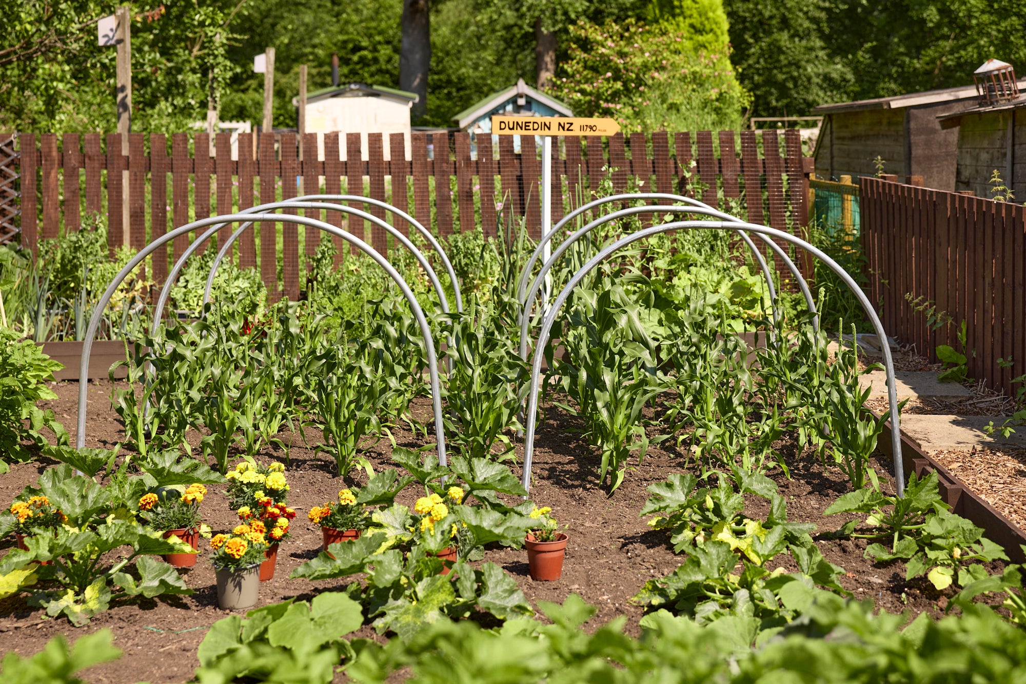 Individual Cloche Hoops | Garden Cloche Hoops| Premier Polytunnels